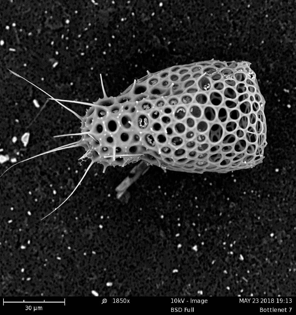 MOBYDICK – Rhizaria – MIO Plankton images