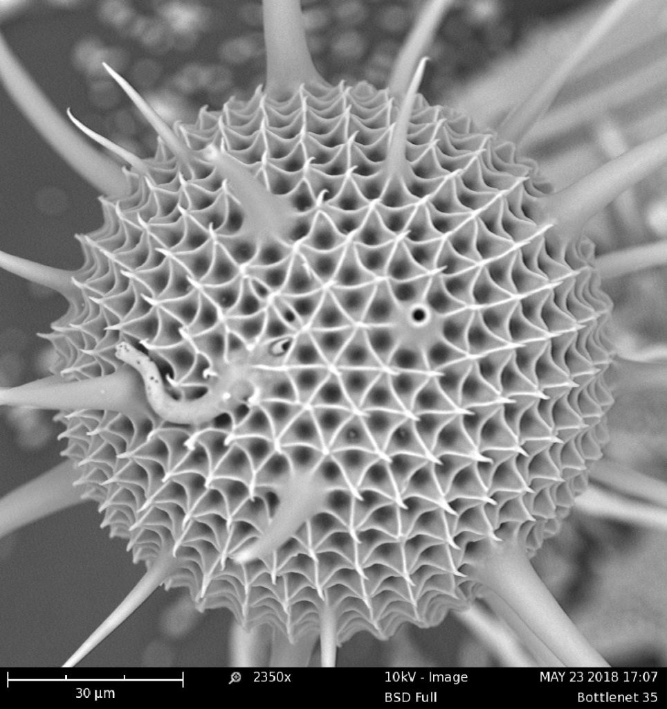 MOBYDICK – Rhizaria – MIO Plankton images