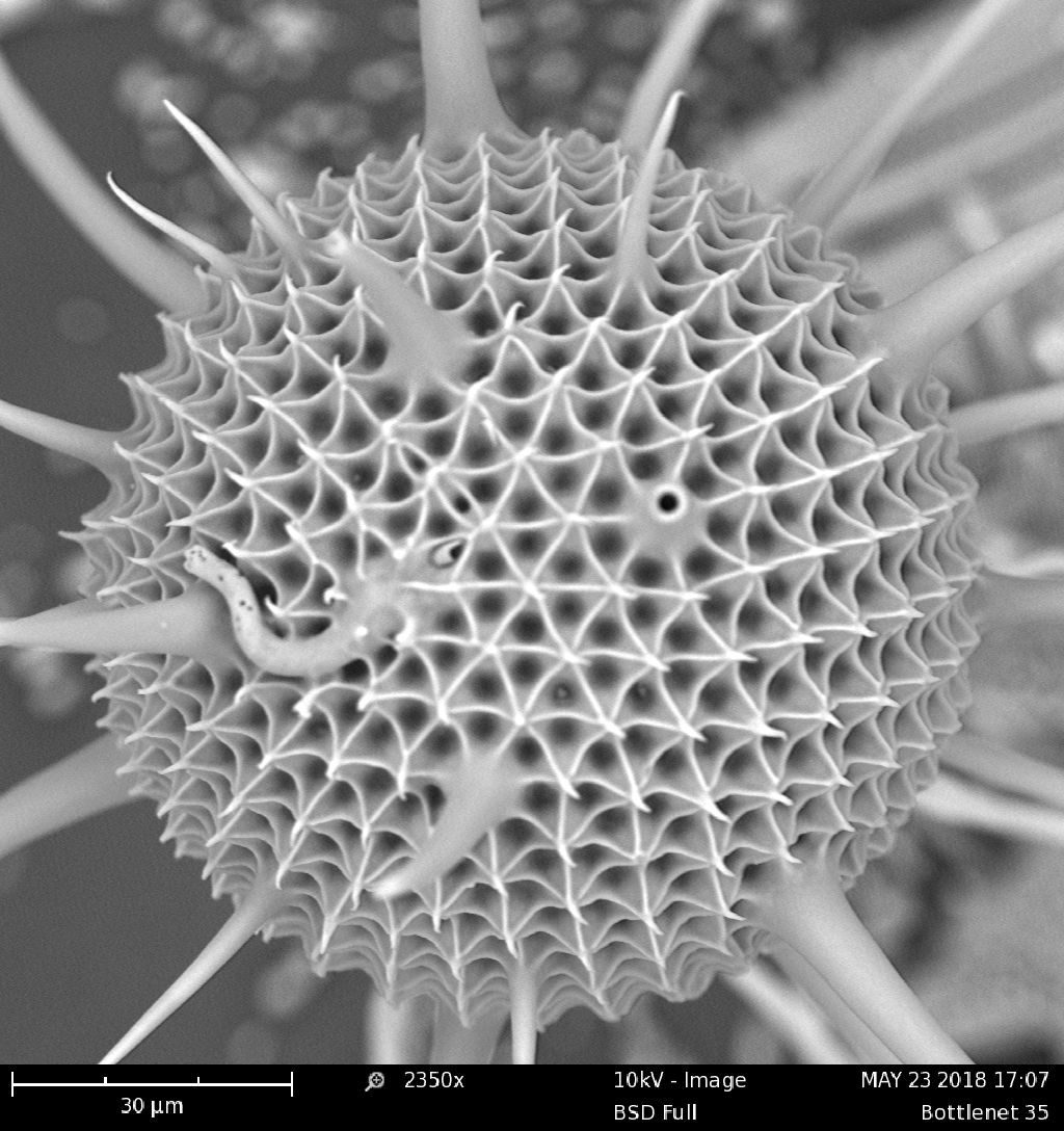 MOBYDICK – Rhizaria – MIO Plankton images