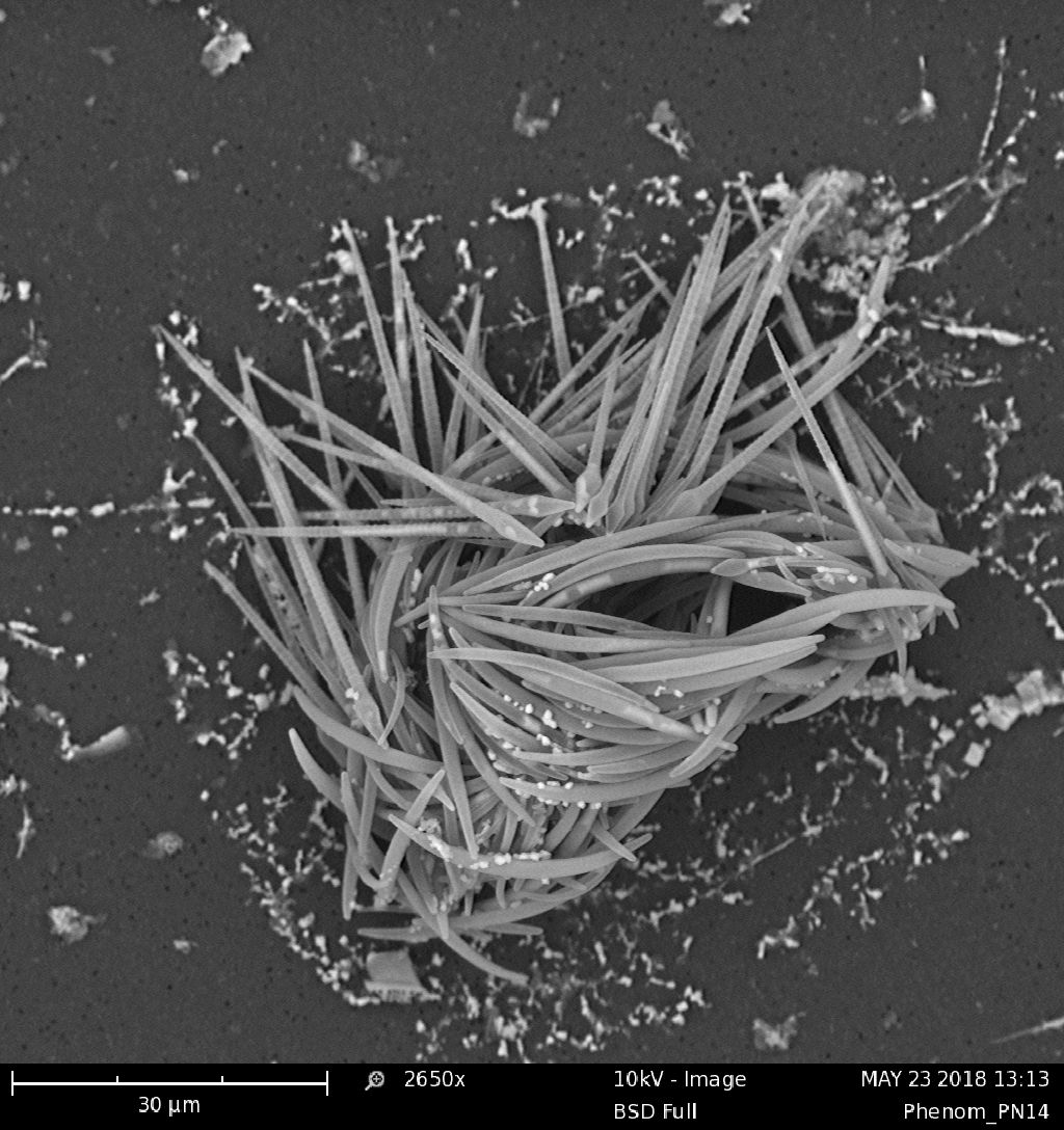 MOBYDICK – Rhizaria – MIO Plankton images