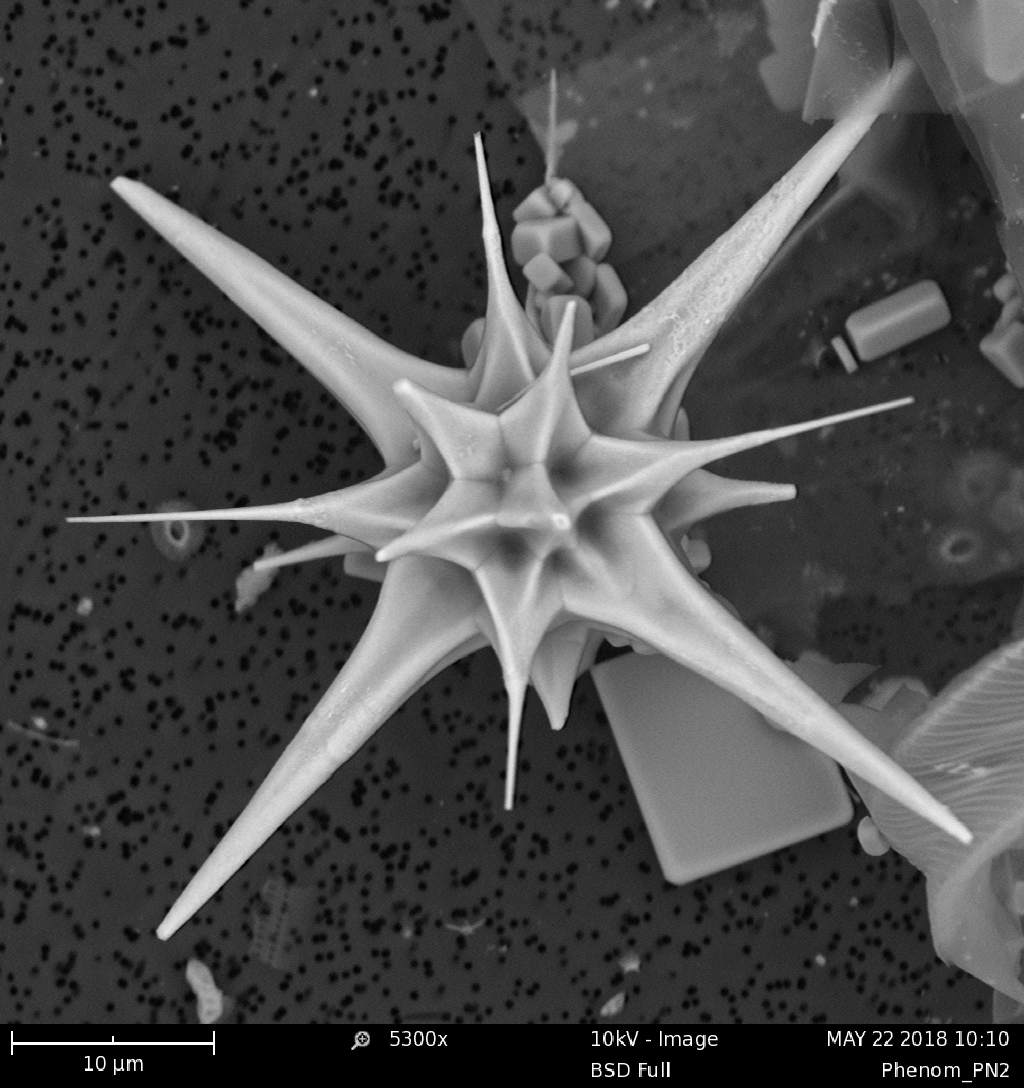 MOBYDICK – Rhizaria – MIO Plankton images