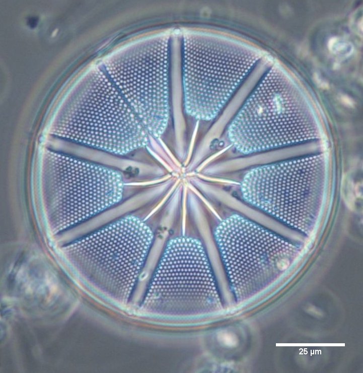 KEOPS – Diatoms – MIO Plankton images