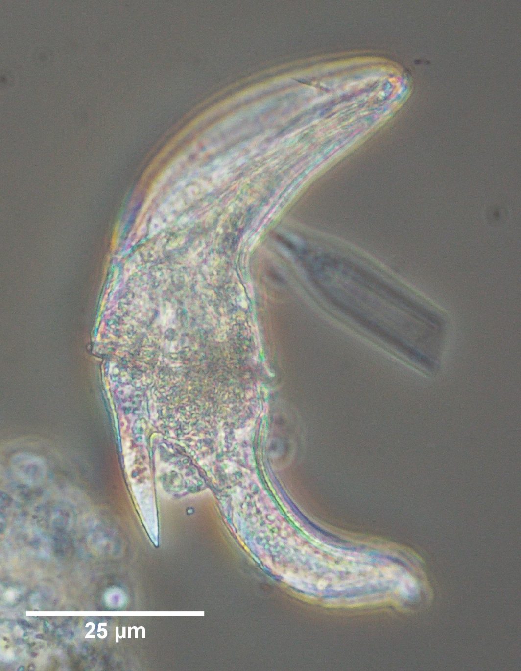 OUTPACE – Other microplankton – MIO Plankton images