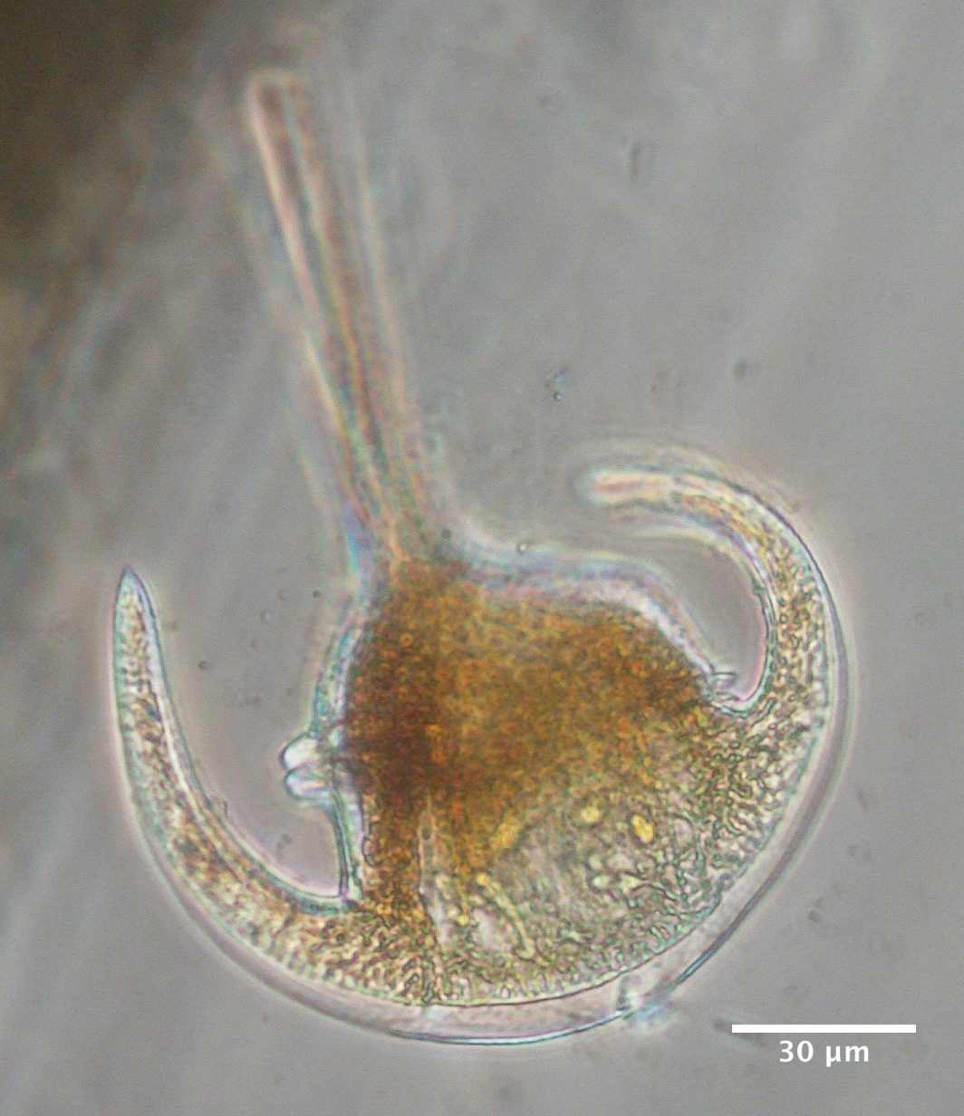 OUTPACE – Other microplankton – MIO Plankton images