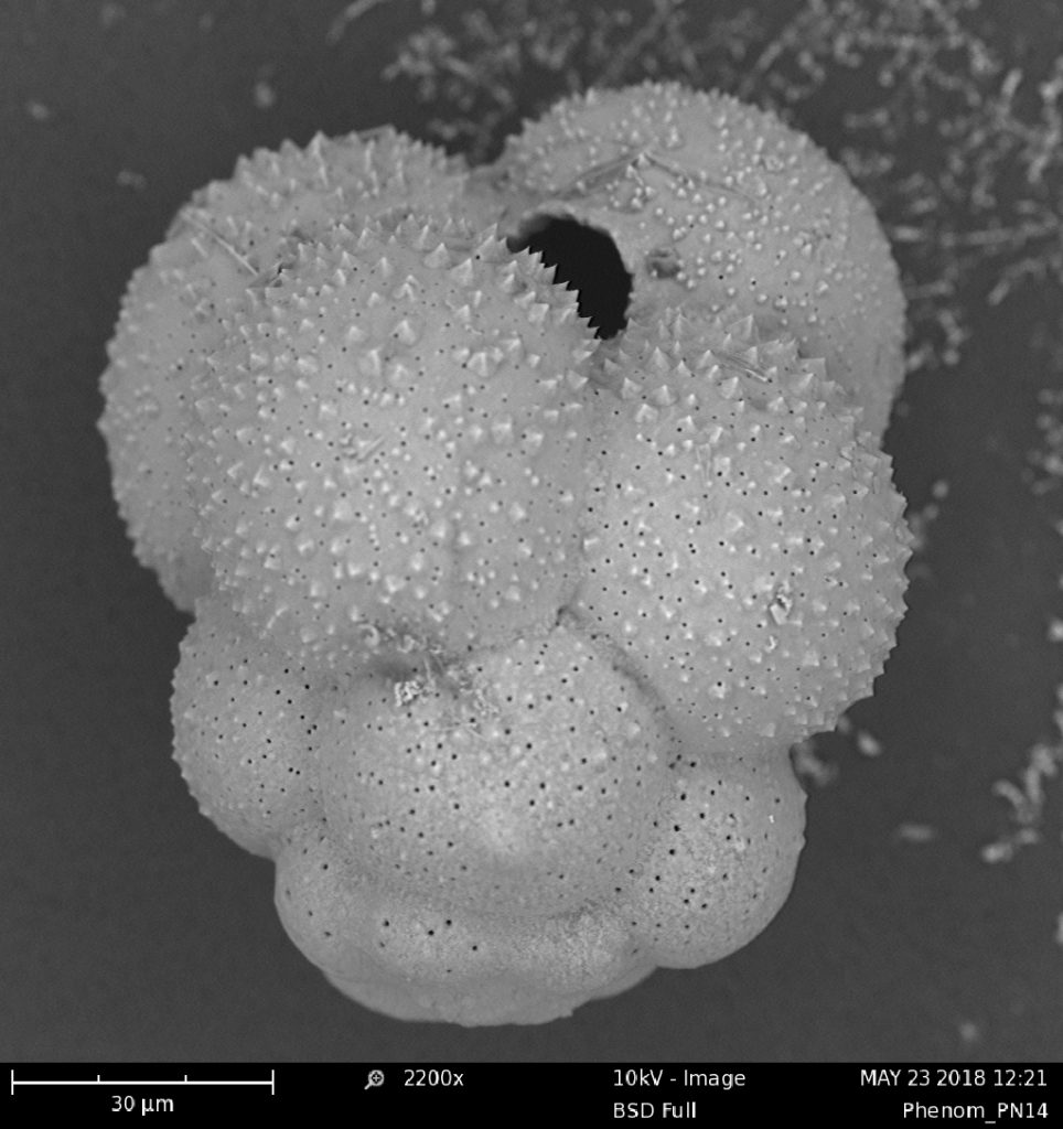 MOBYDICK – Rhizaria – MIO Plankton images