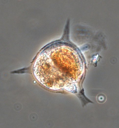 KEOPS – 2005 – MIO Plankton images