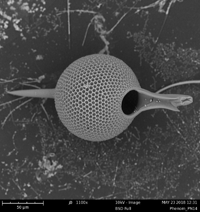 Rhizaria – MIO Plankton images