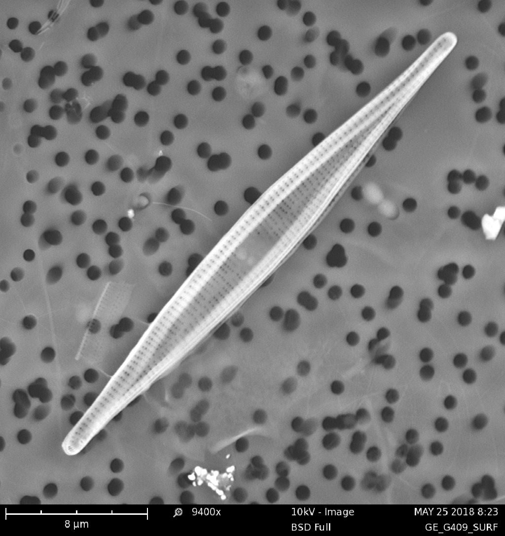 GREENEDGE – Diatoms – MIO Plankton images