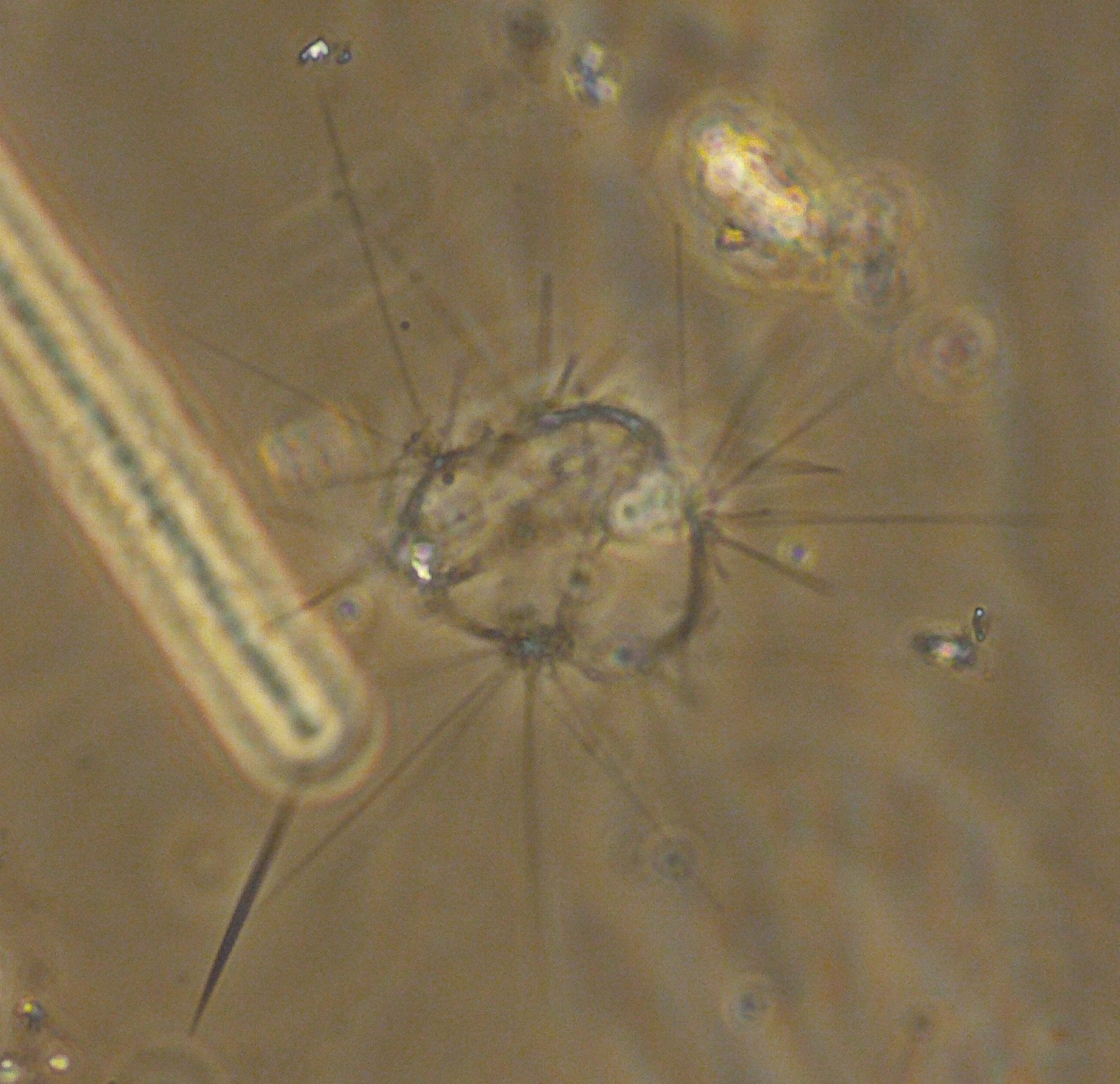 OUTPACE – Rhizaria – MIO Plankton images