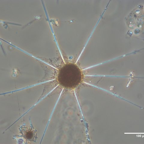 BOUM – Other microplankton – MIO Plankton images