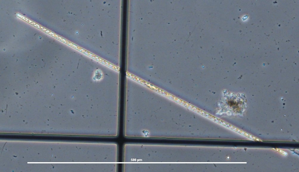 SOMLIT – Diatoms – MIO Plankton images