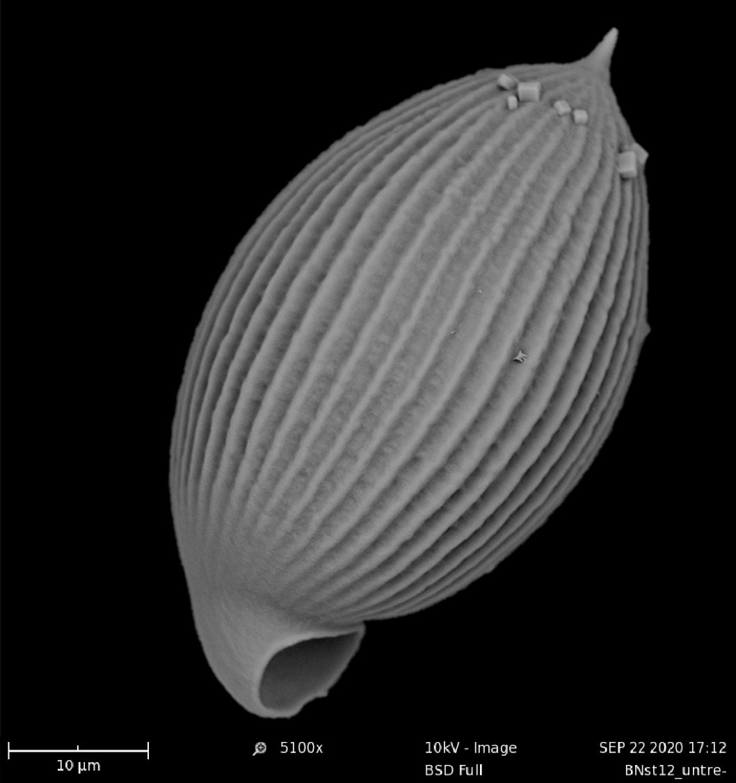 TONGA – Rhizaria – MIO Plankton images