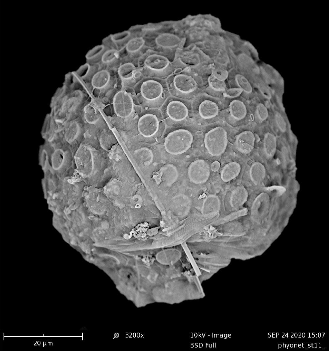 TONGA – Rhizaria – MIO Plankton images