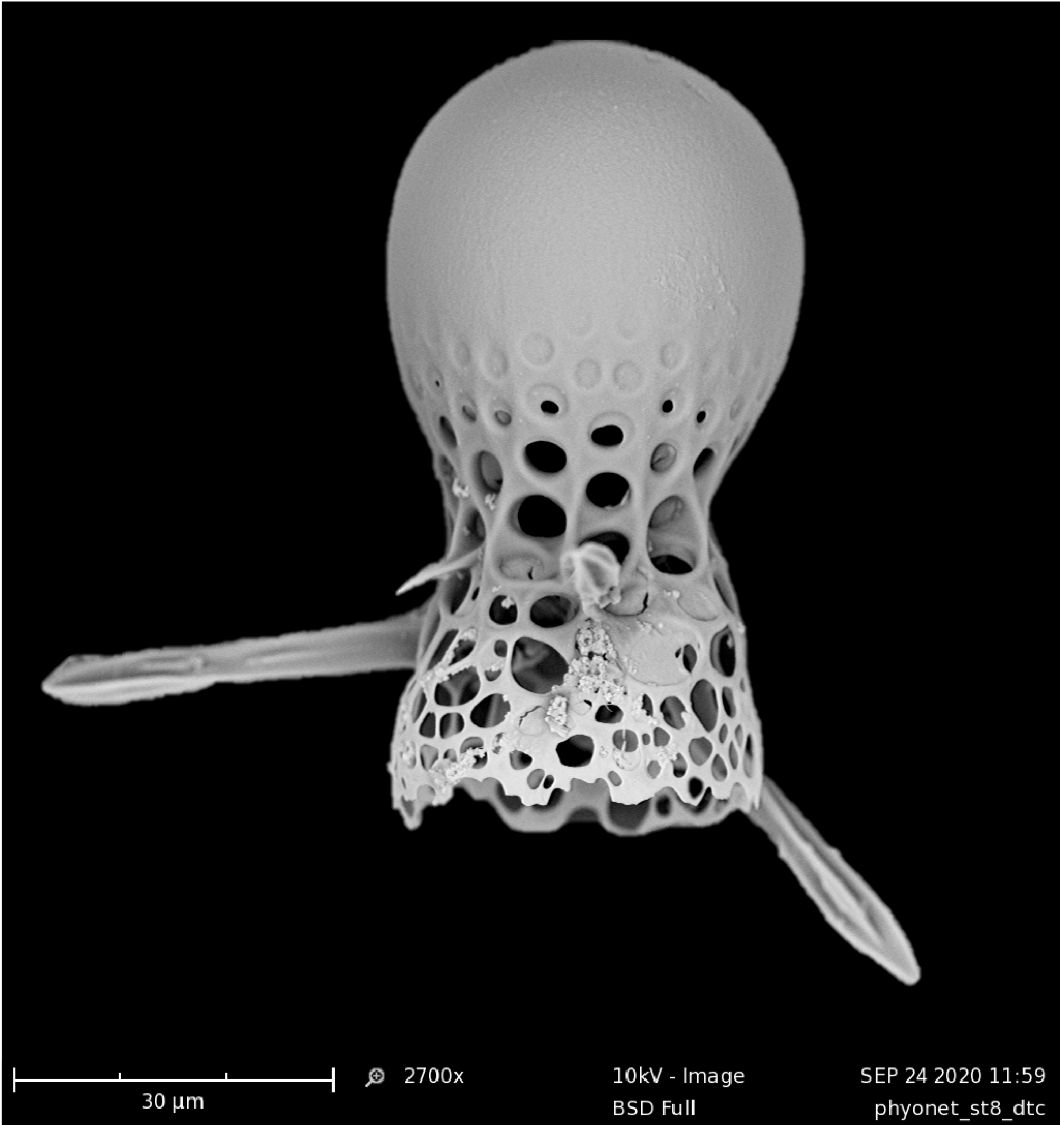 TONGA – Rhizaria – MIO Plankton images