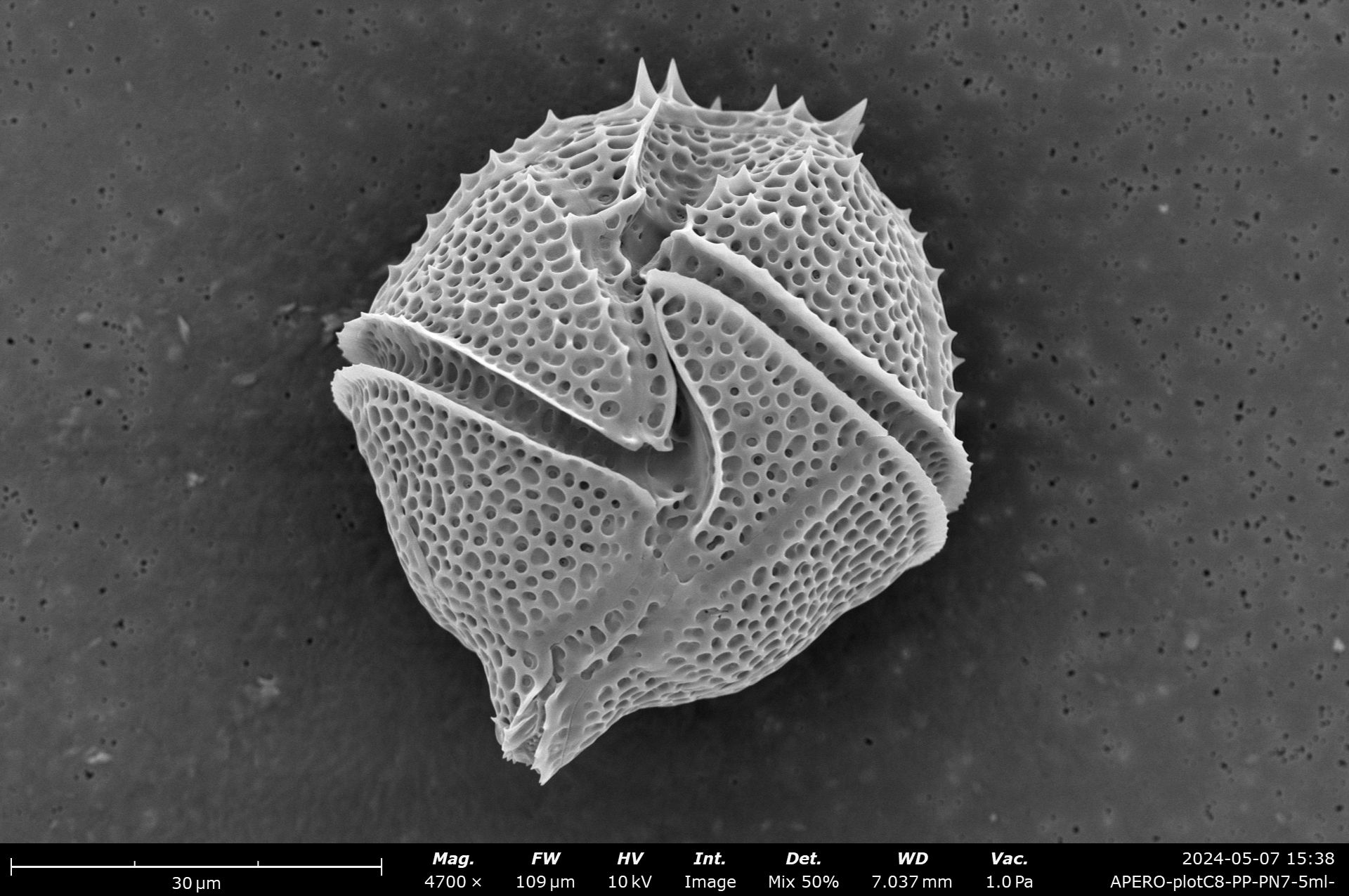 Gonyaulax spinifera_06_1 – MIO Plankton images