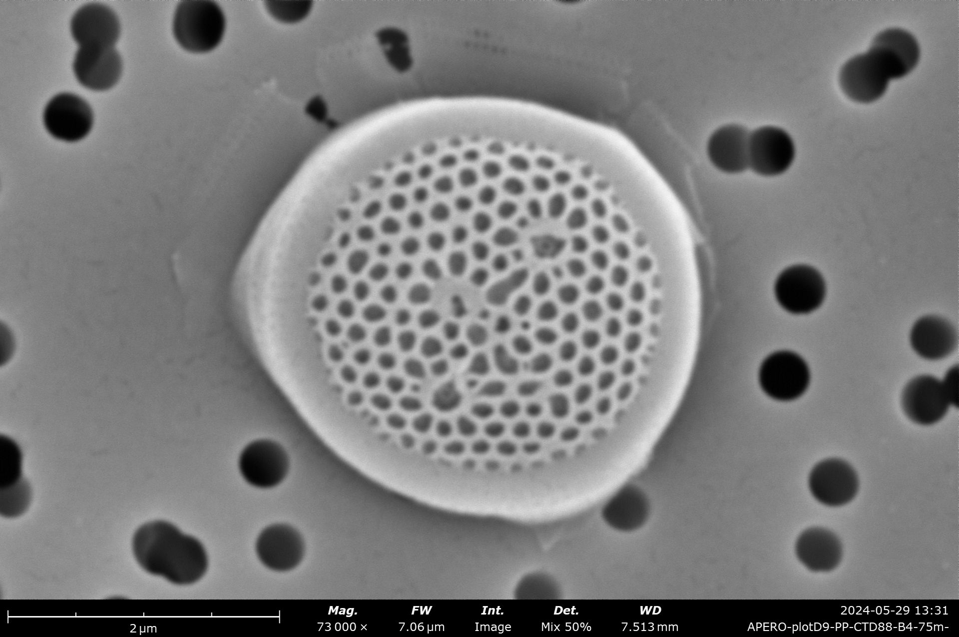 Minidiscus trioculatus – MIO Plankton images