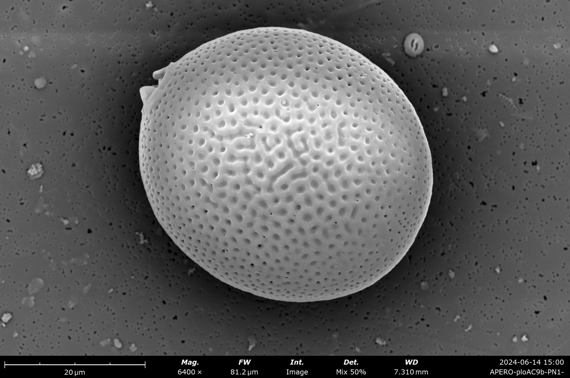 Procentrum compressum – MIO Plankton images