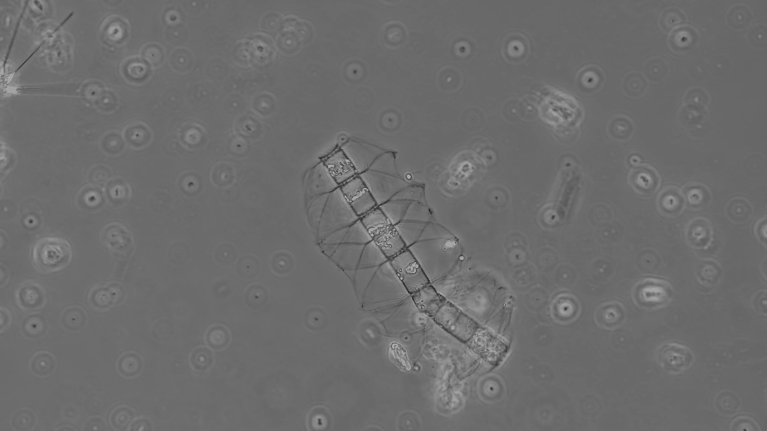 TouptekImage – MIO Plankton images