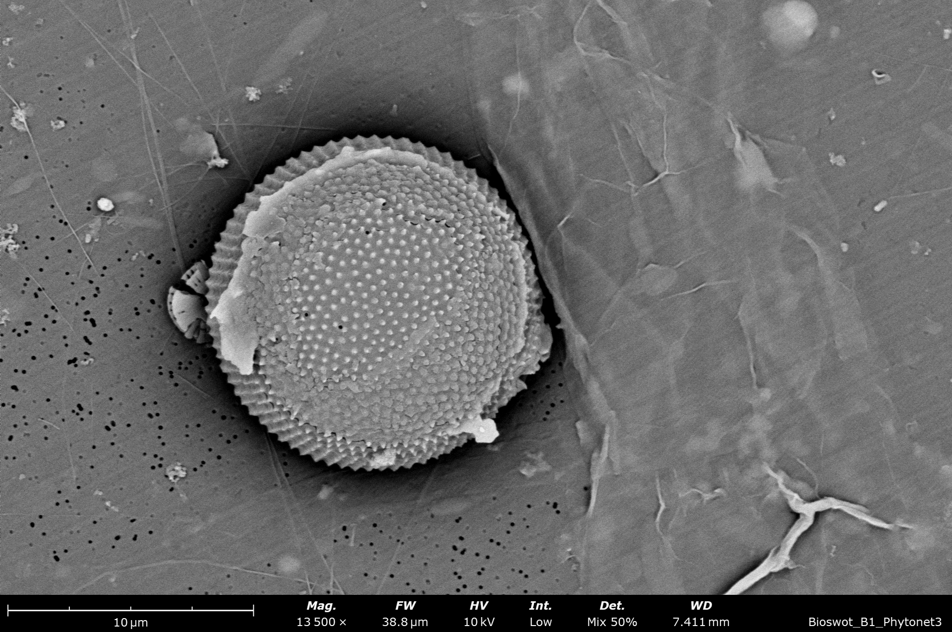 prorocentrum thermophilum – MIO Plankton images